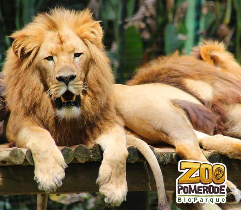 Zoo Pomerode: como é o maior zoológico de SC - Abrace o Mundo